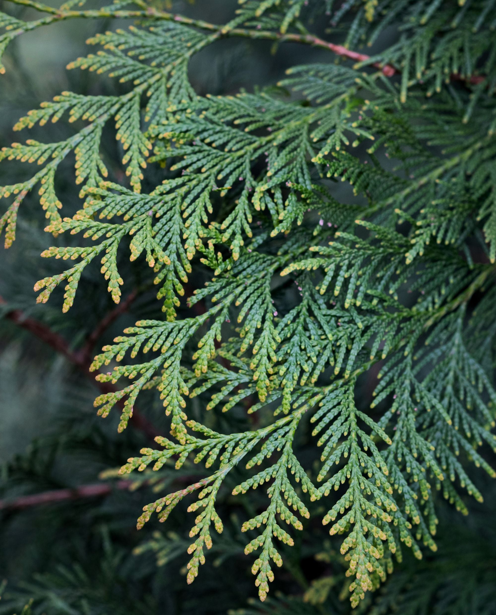 Cedar Leaves Cedar Leaf & Lavender NEST New York Home Fragrance Pura
